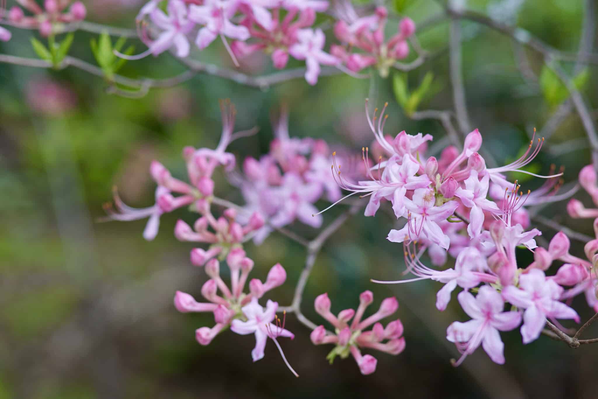 Addiction Recovery Analogy: Flowers Blooming - No Longer Bound